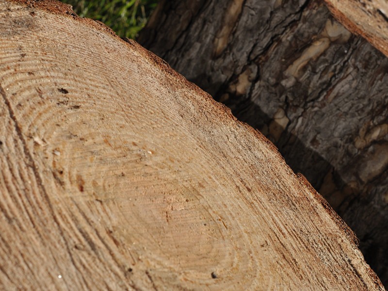 Pino nero | portale del Legno Trentino